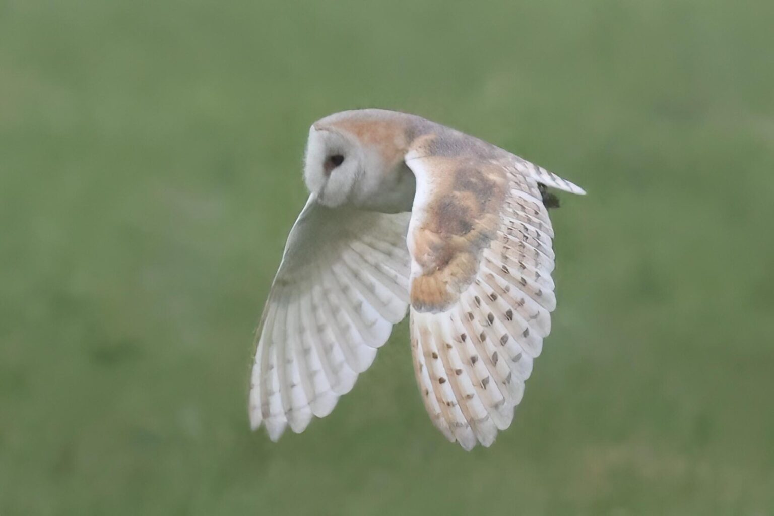 18th January 2025 - Winter Birds & Owls - Bird Tour