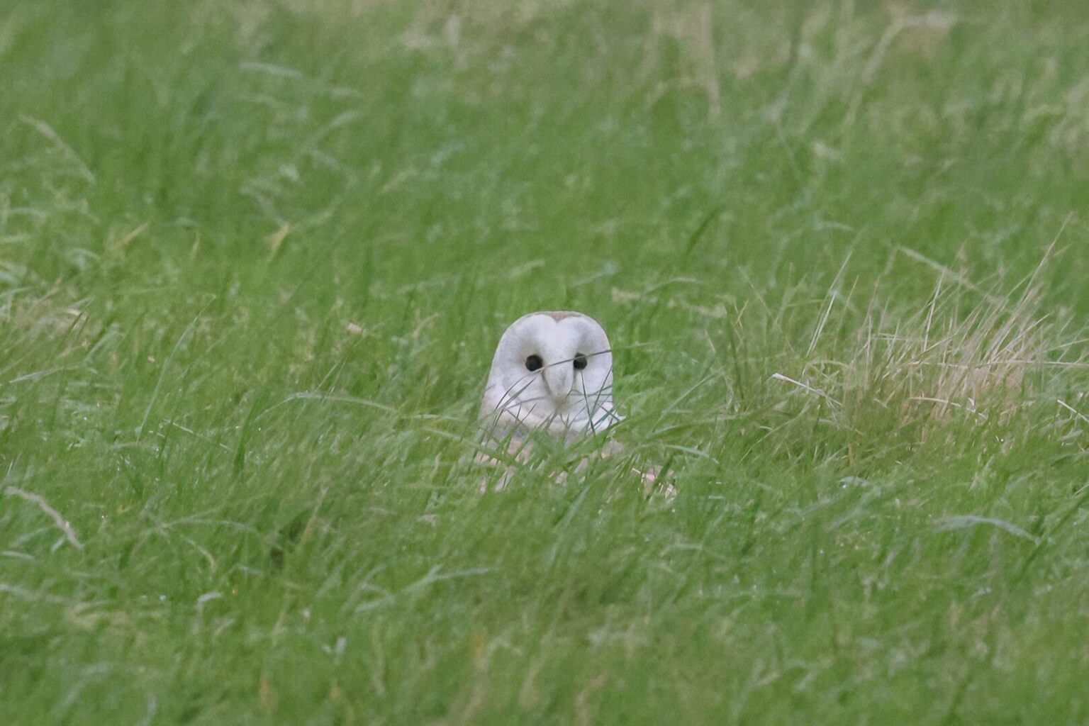 18th January 2025 - Winter Birds & Owls - Bird Tour