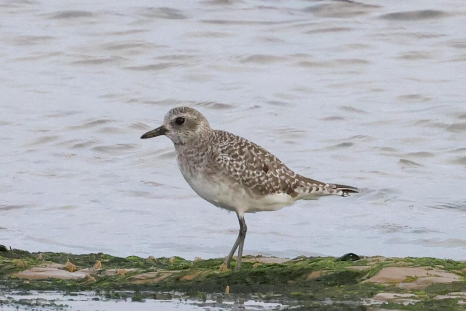 19th October 2025 - Autumn Migration, Day 4 - Bird Tour