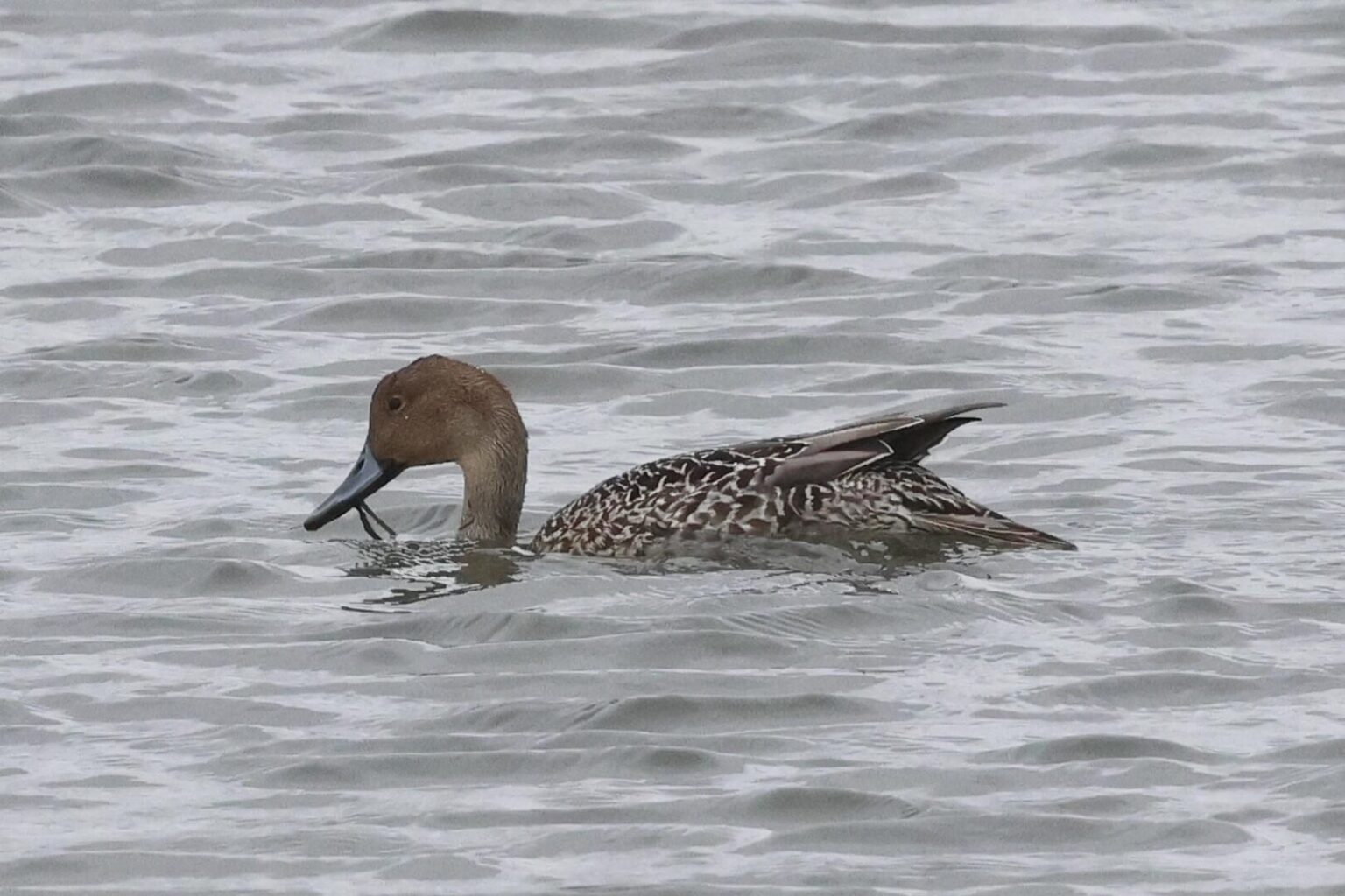 16th October 2025 - Autumn Migration, Day 1 - Bird Tour