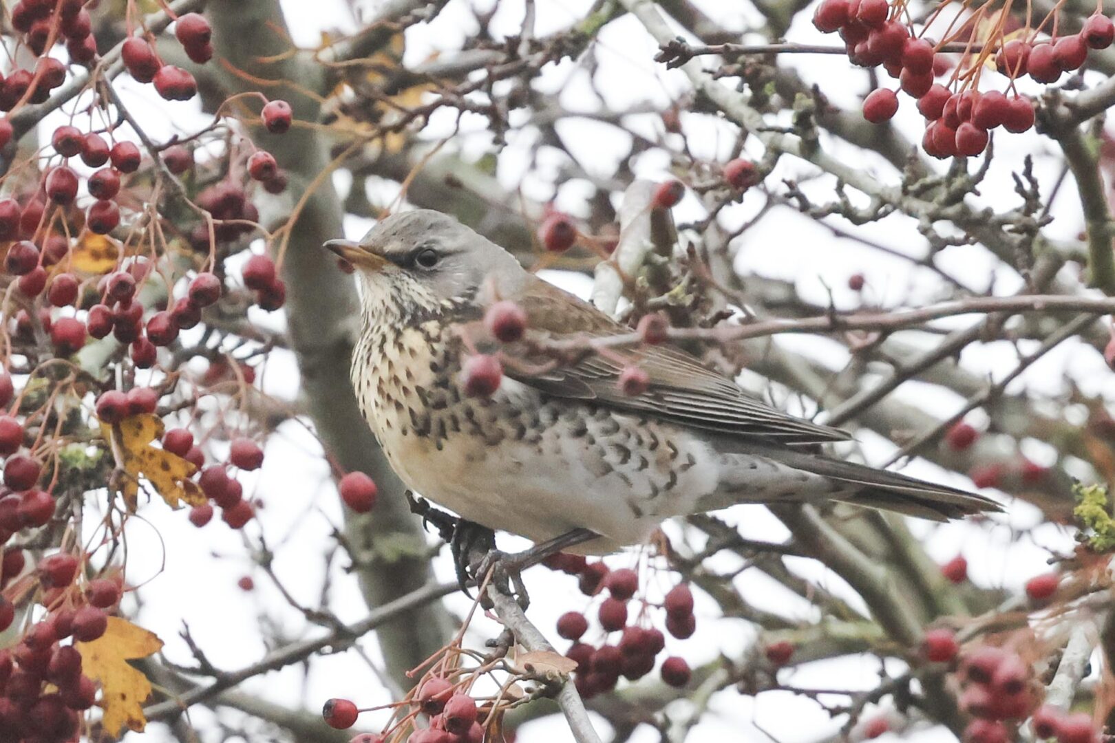 7th November 2025 - Late Autumn Tour, Day 1 - Bird Tour