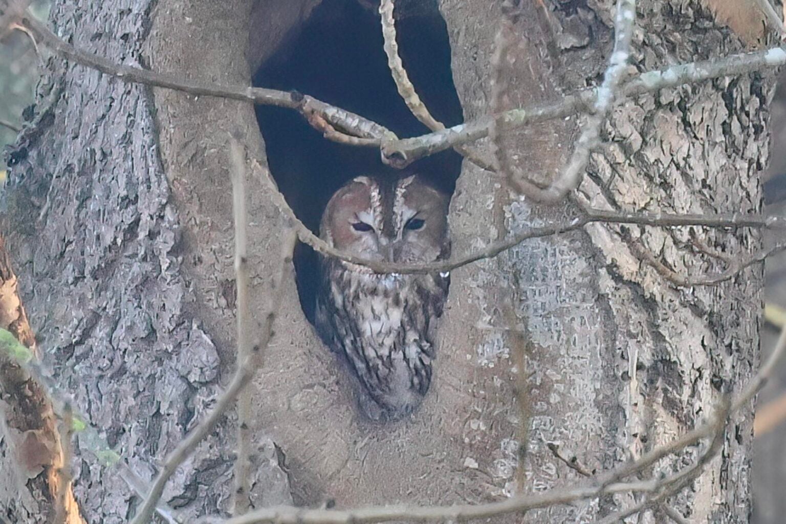 17th January 2026 - Winter Birds & Owls - Bird Tour