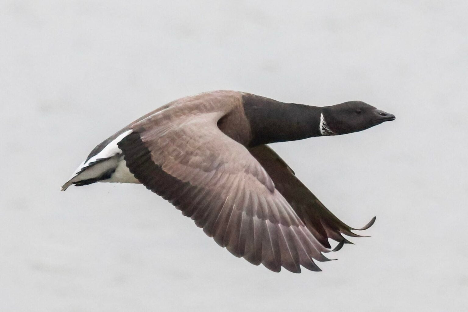 11th April 2026 - Spring Migration, Day 2 - Bird Tour