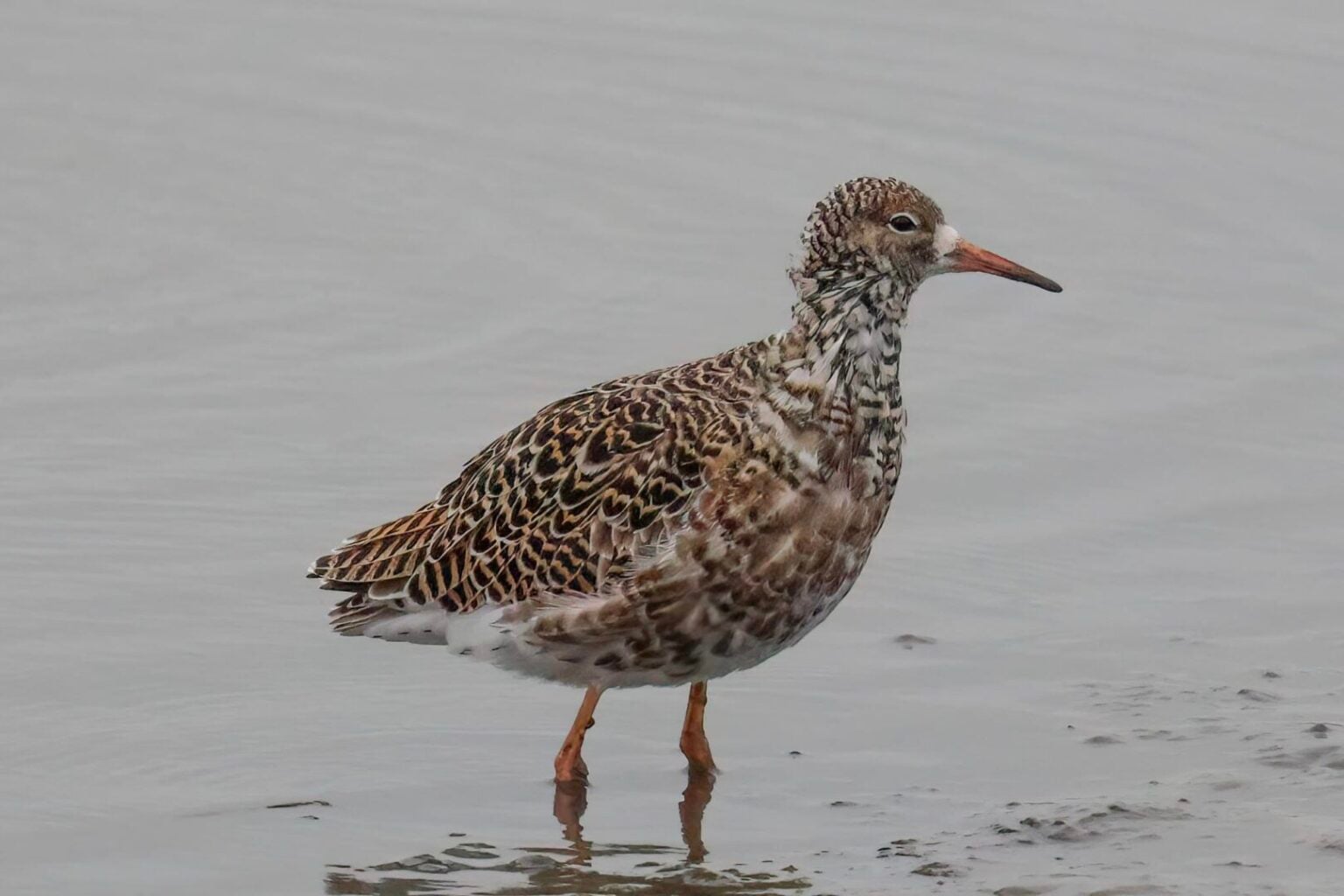 11th April 2026 - Spring Migration, Day 2 - Bird Tour
